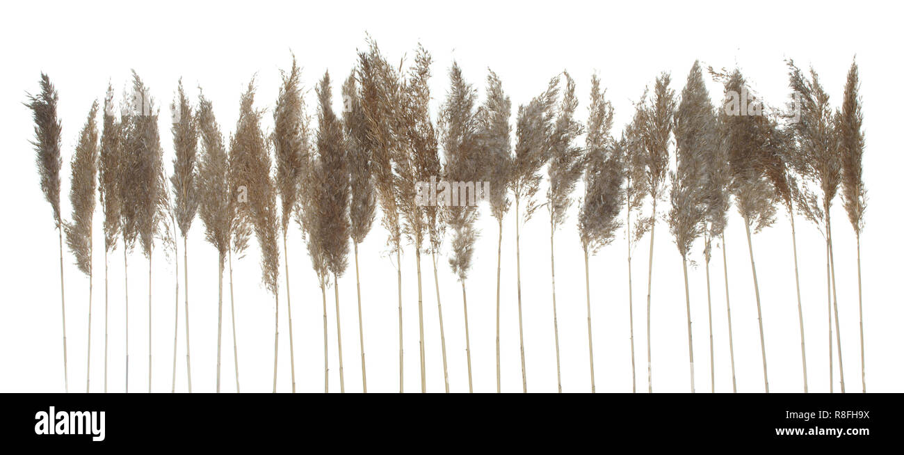 Spikes of dry grass isolated on white background Stock Photo - Alamy