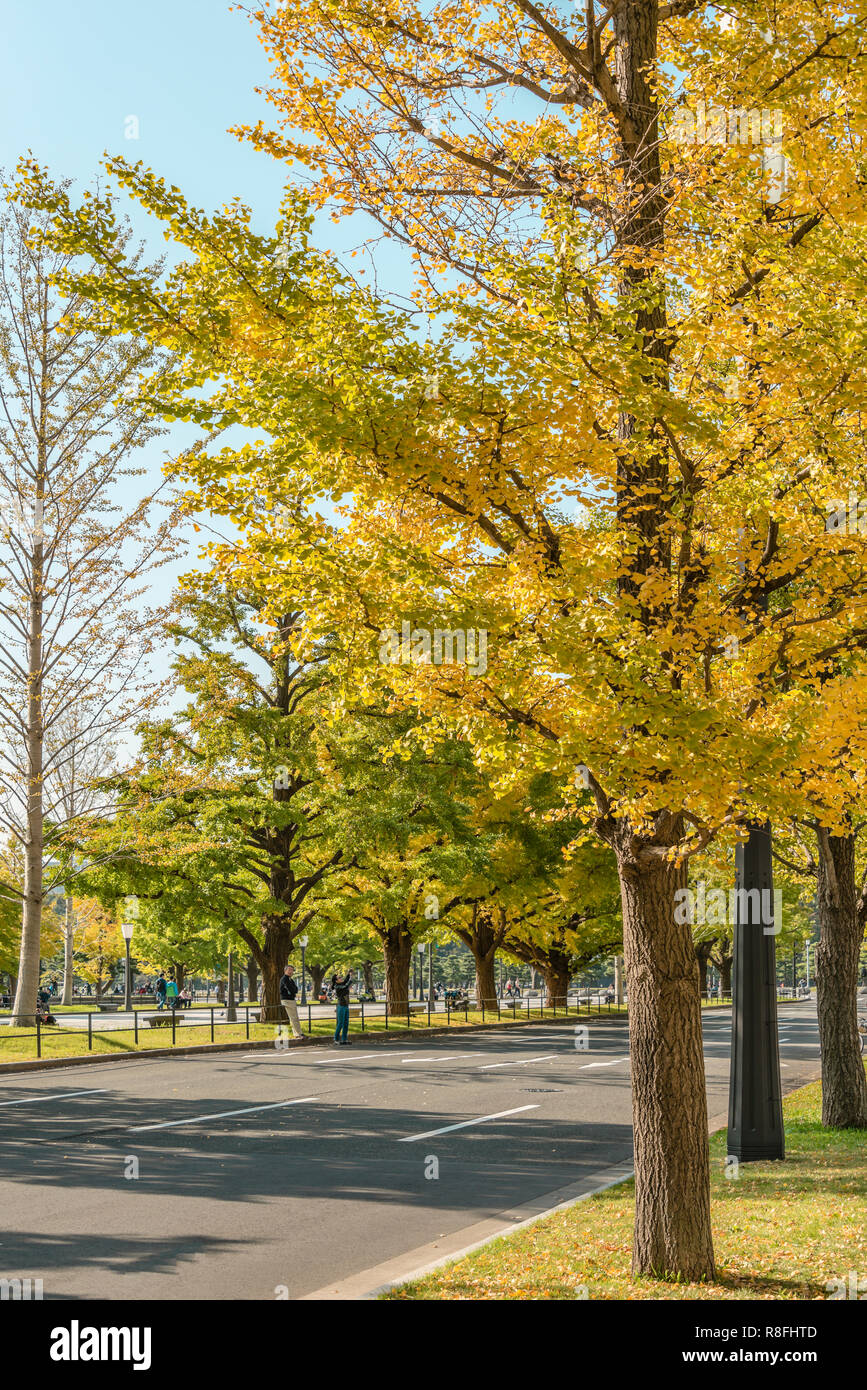 Gingko trees hi-res stock photography and images - Alamy