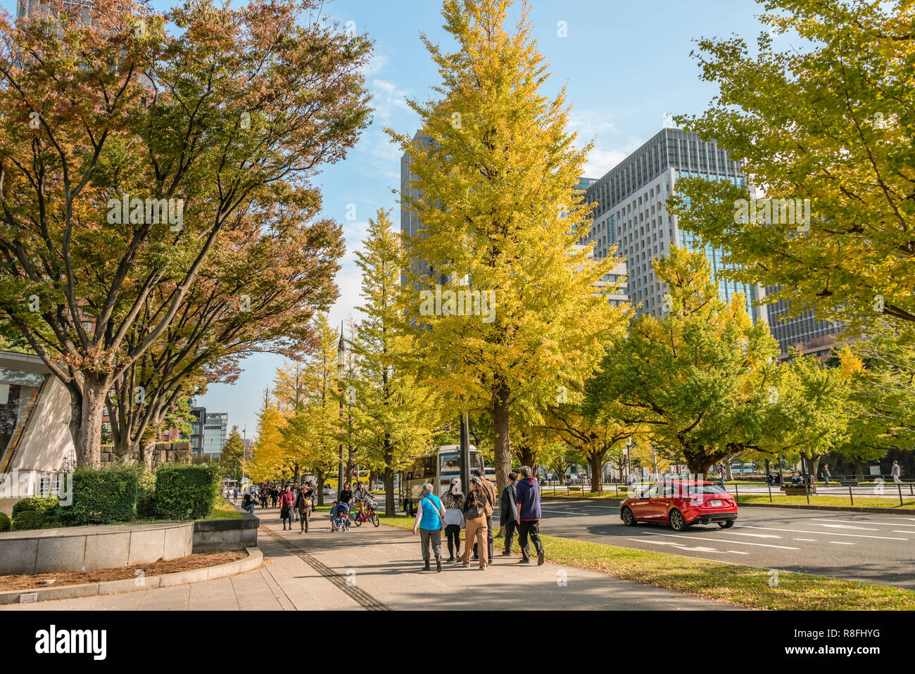 Yellow autumn colored Gingko trees at a alley at Wadakura Park in Tokyo, Japan Stock Photo - Alamy