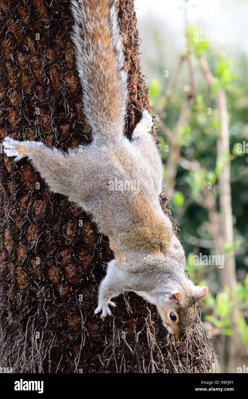 Close up of a grey squirrel climbing a tree trunk Stock Photo - Alamy