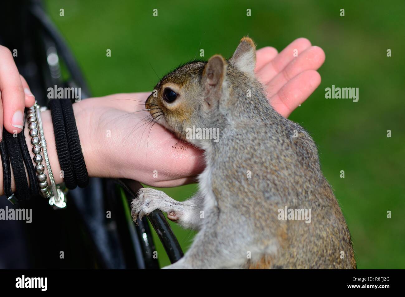 Portrait of a grey squirrel feeding from a persons hand in the park ...
