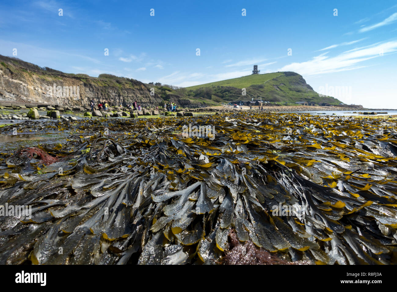 Exposed rockpools at Kimmeridge Bay on the Jurrasic Coast in Dorset ...