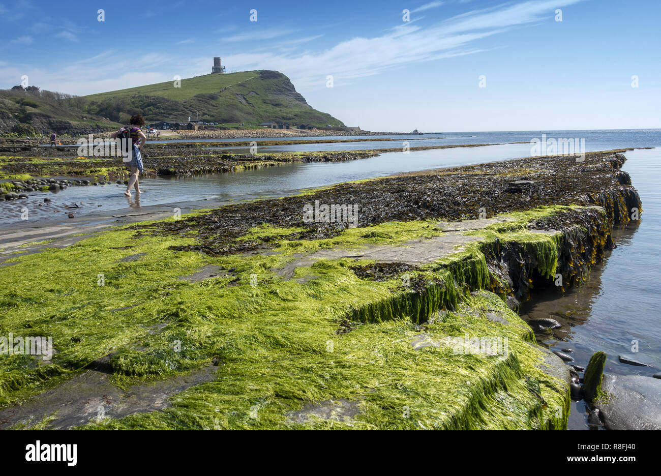 Exposed rockpools at Kimmeridge Bay on the Jurrasic Coast in Dorset ...