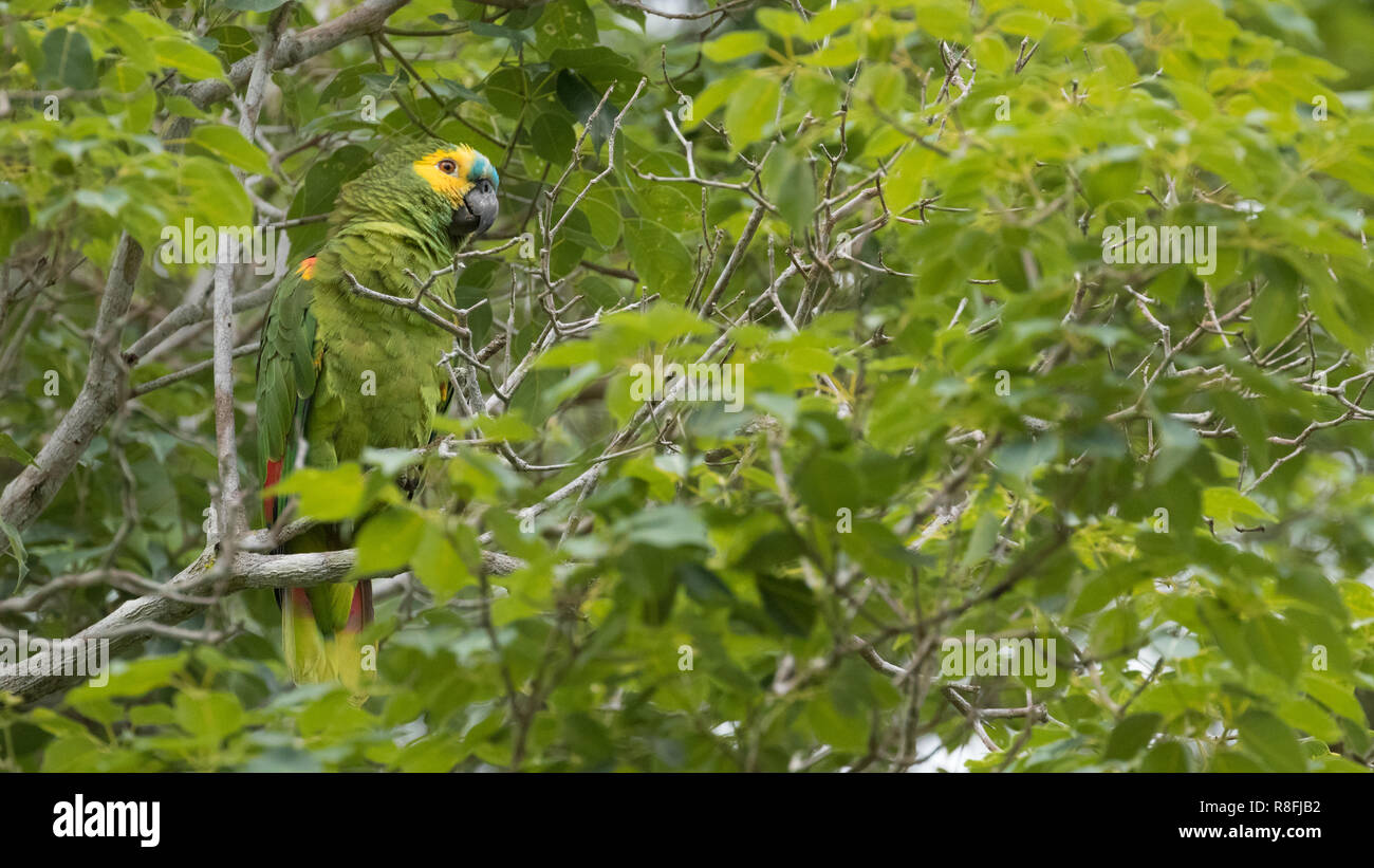 Parrot in Pantanal Stock Photo - Alamy