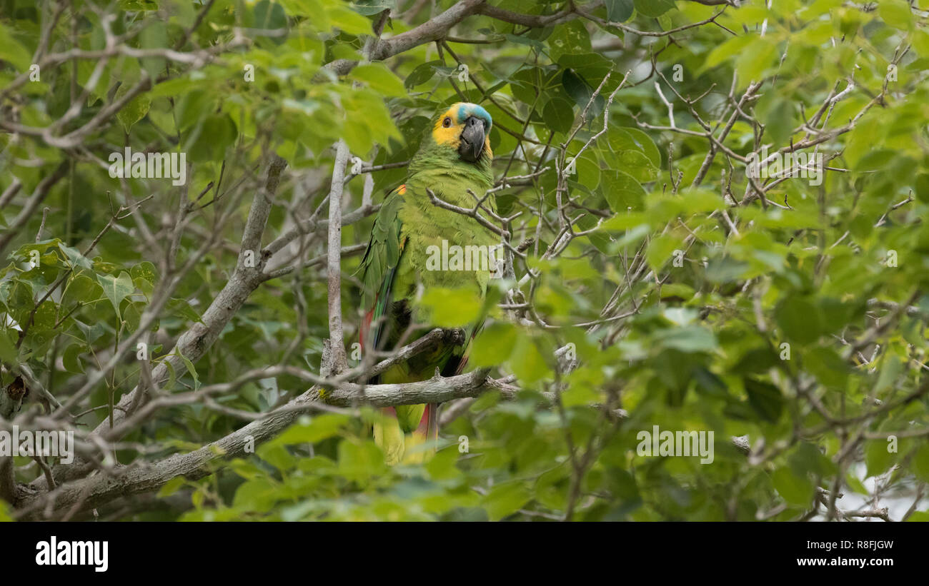 Papagaio brazil hi-res stock photography and images - Alamy