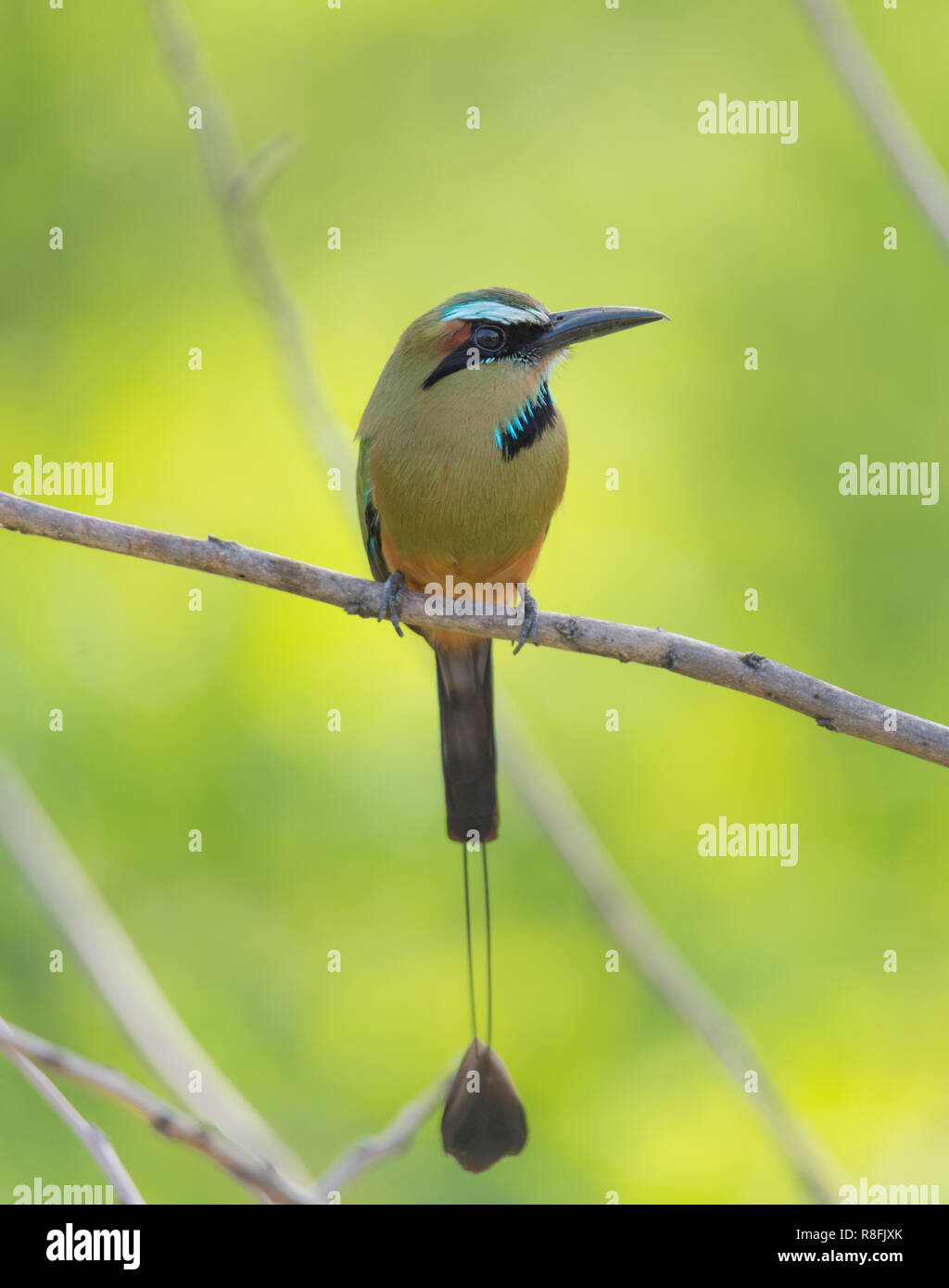 Turquoise browed motmot (Eumomota superciliosa) Colourful, medium sized ...