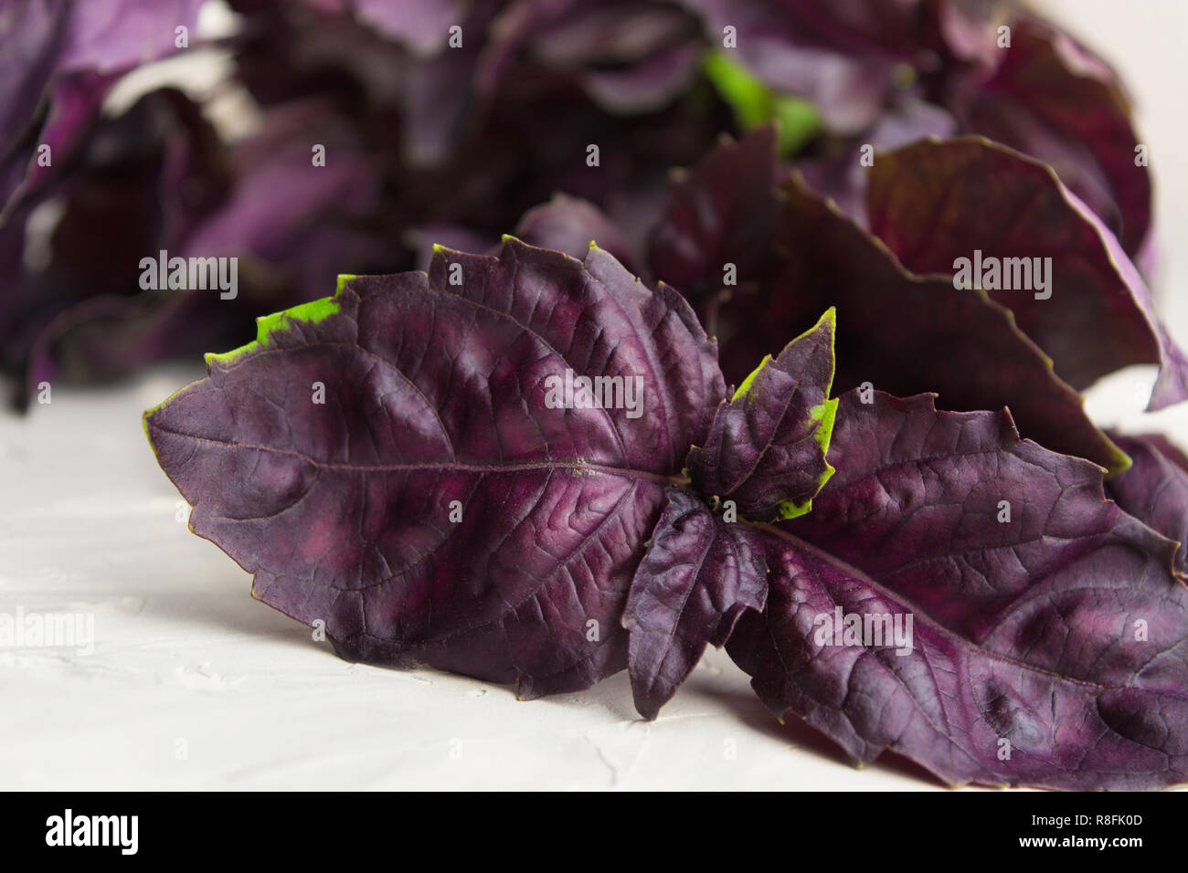 Closeup view of Italian food ingredient - red basil over grey ...