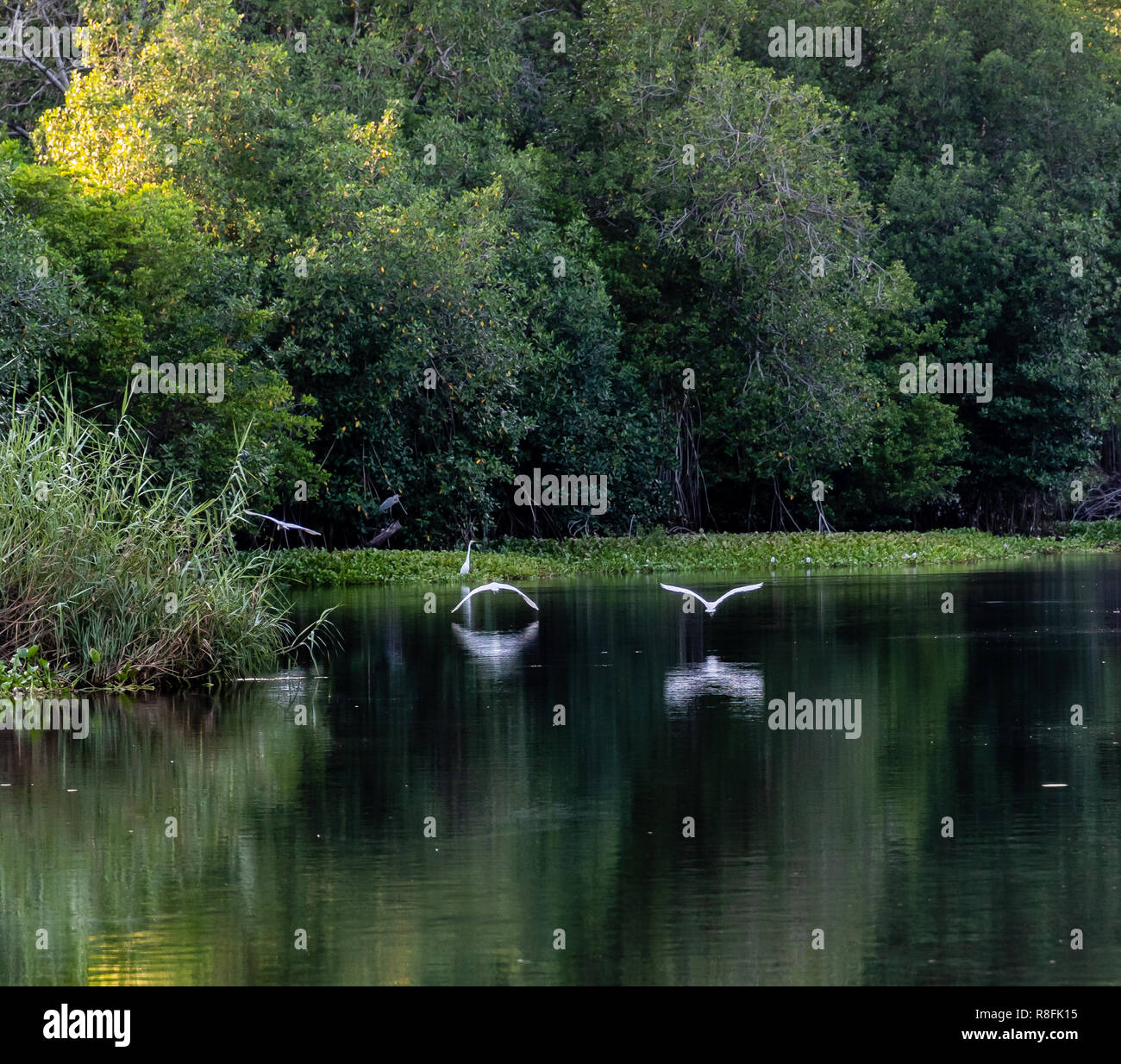 view of Guatemalan river Stock Photo - Alamy