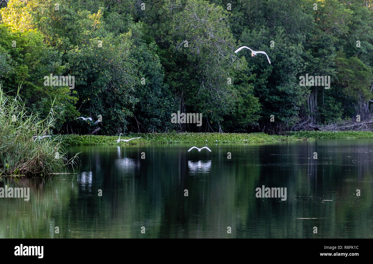 view of Guatemalan river Stock Photo - Alamy