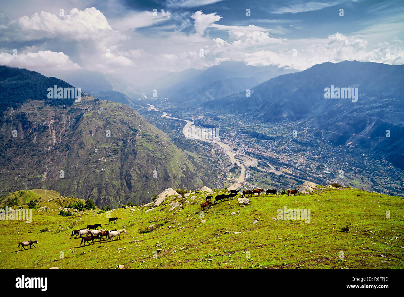 Aerial view of the Kullu valley with horses in the foreground. Naggar ...