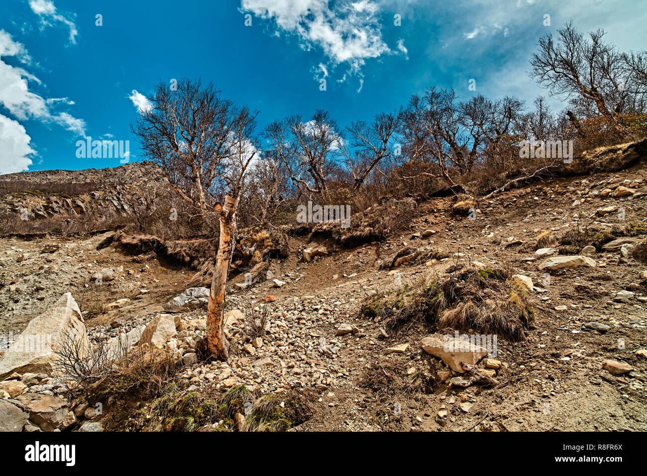 Nakied mountain trees in Himalaya mountains. Gaumukh glacier, Gangotri ...