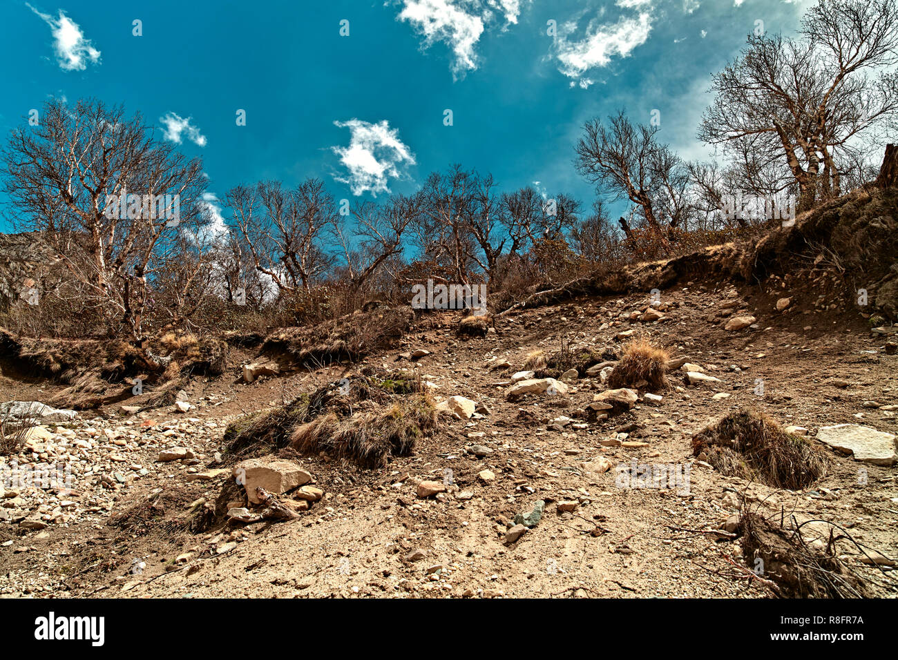 Nakied mountain trees in Himalaya mountains. Gaumukh glacier, Gangotri ...