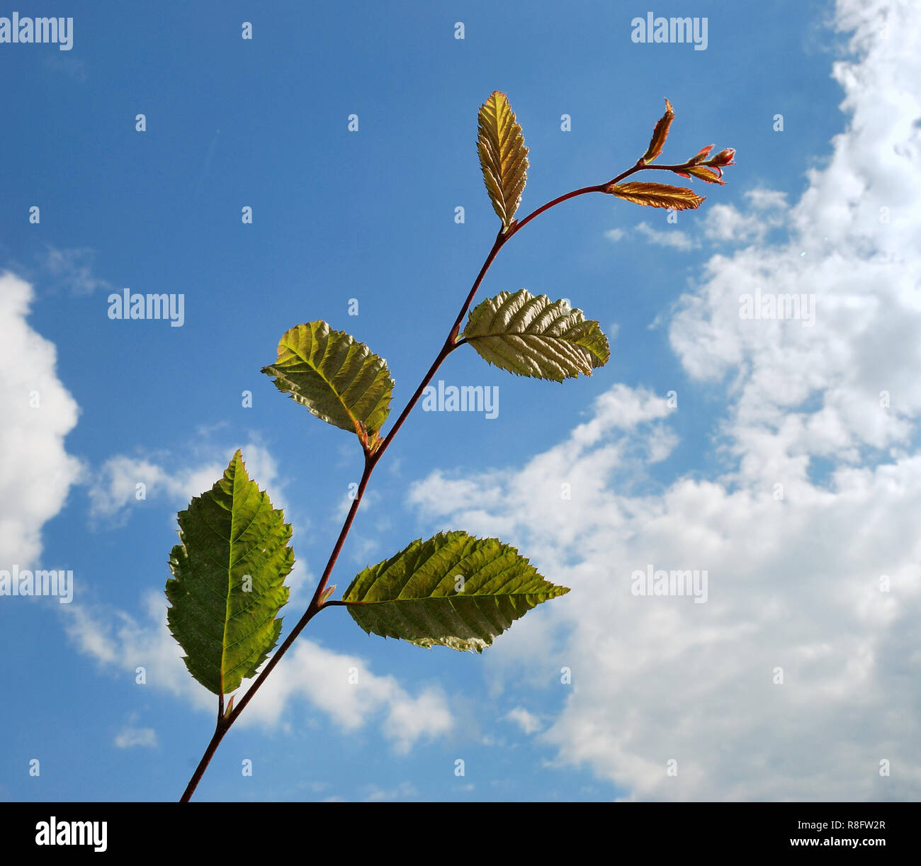 Branche arbre hi-res stock photography and images - Alamy