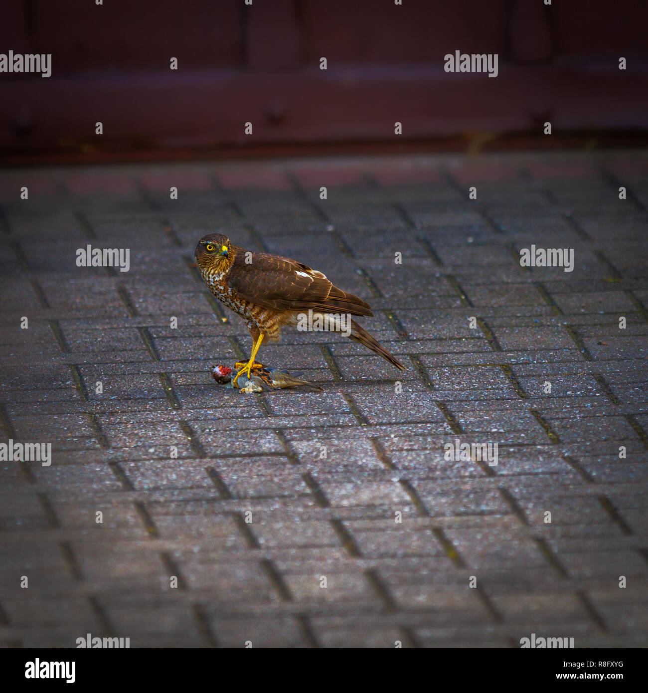 Sparrowhawk with a fresh kill Stock Photo - Alamy