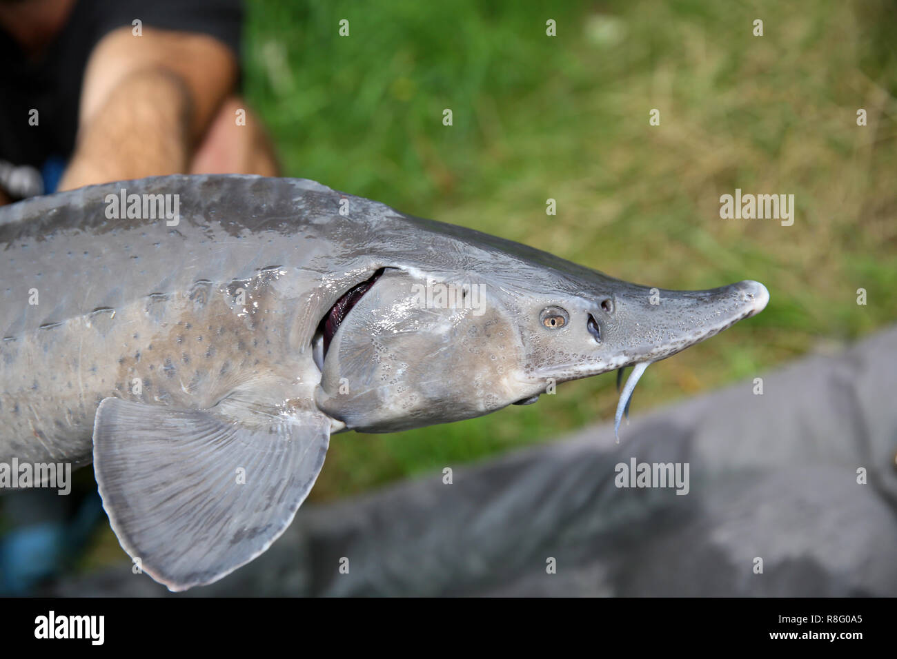 Baltic sturgeon hi-res stock photography and images - Alamy