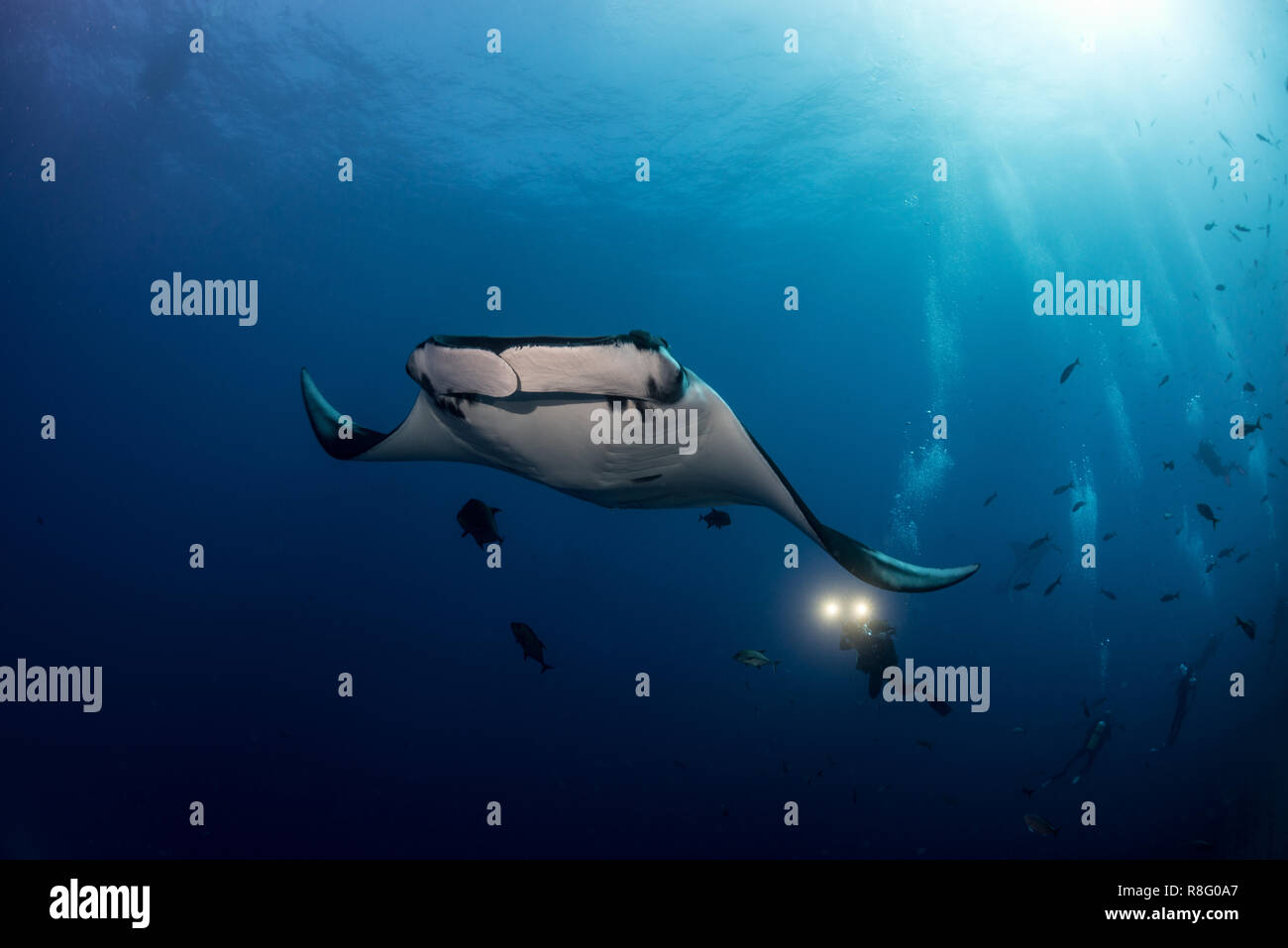 Giant oceanic manta ray hi-res stock photography and images - Alamy