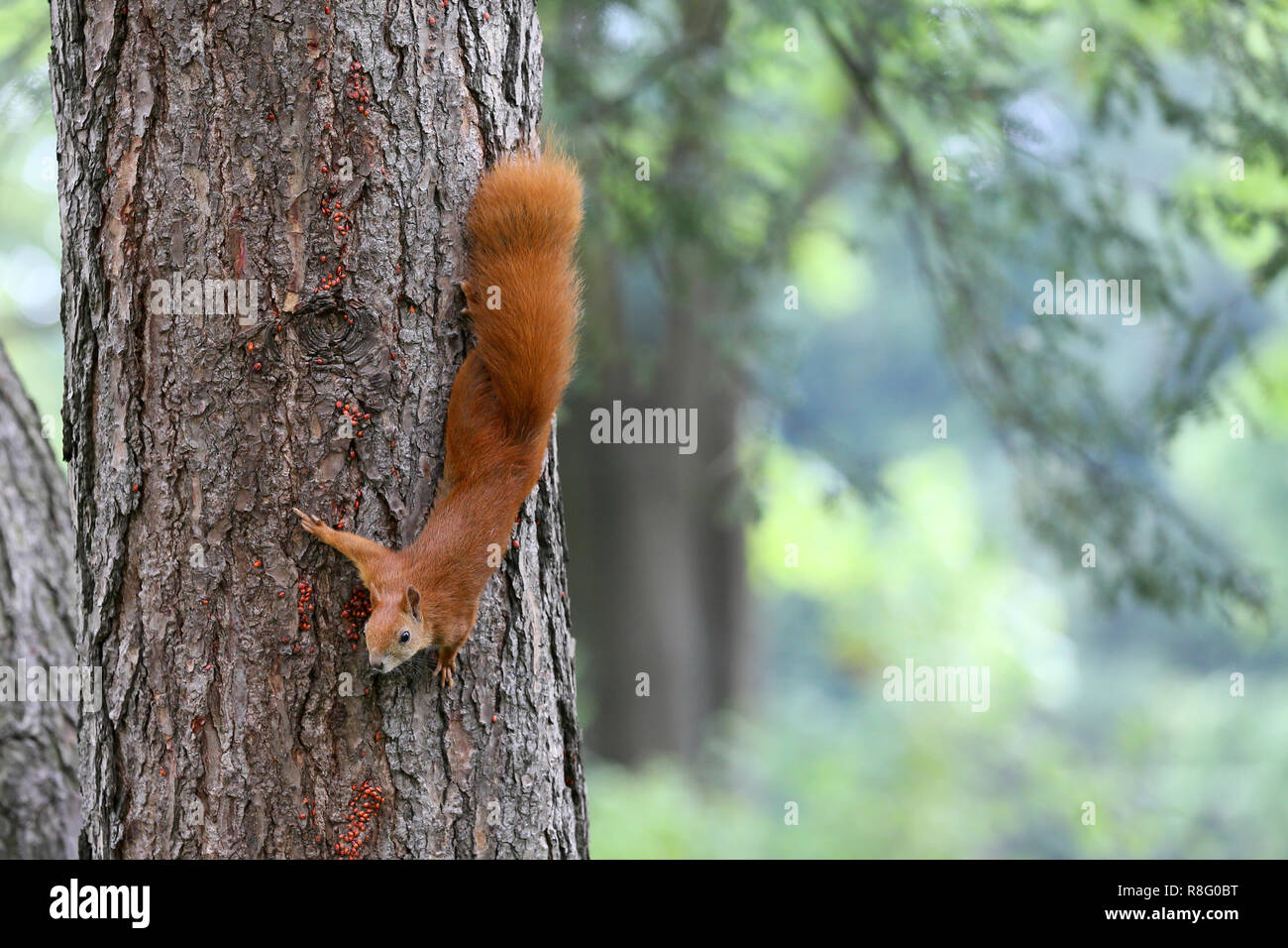 Squirrel hair hi-res stock photography and images - Alamy