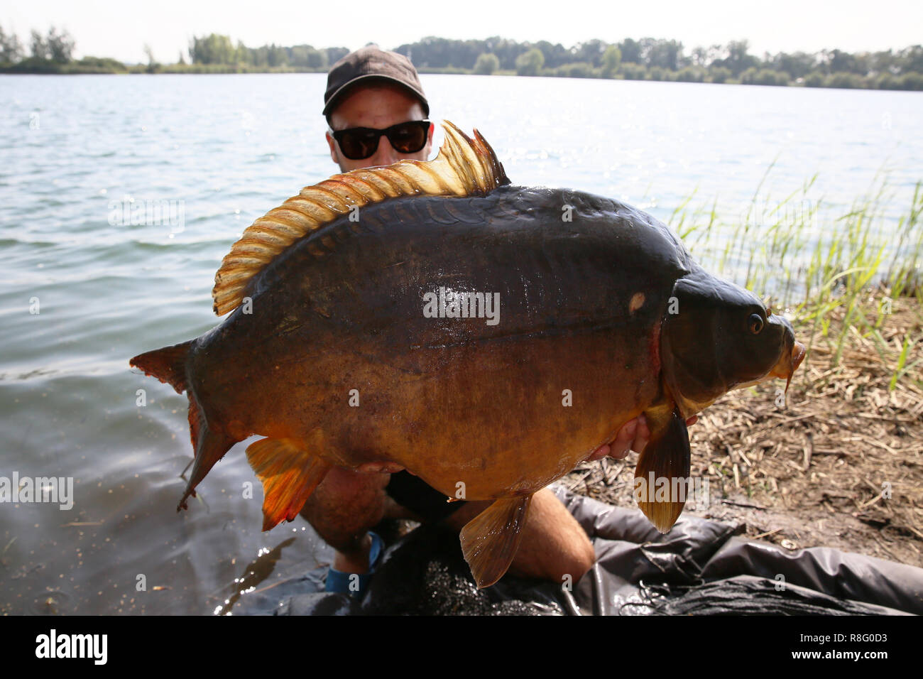 Carp is an atracine fish for the angler Stock Photo - Alamy