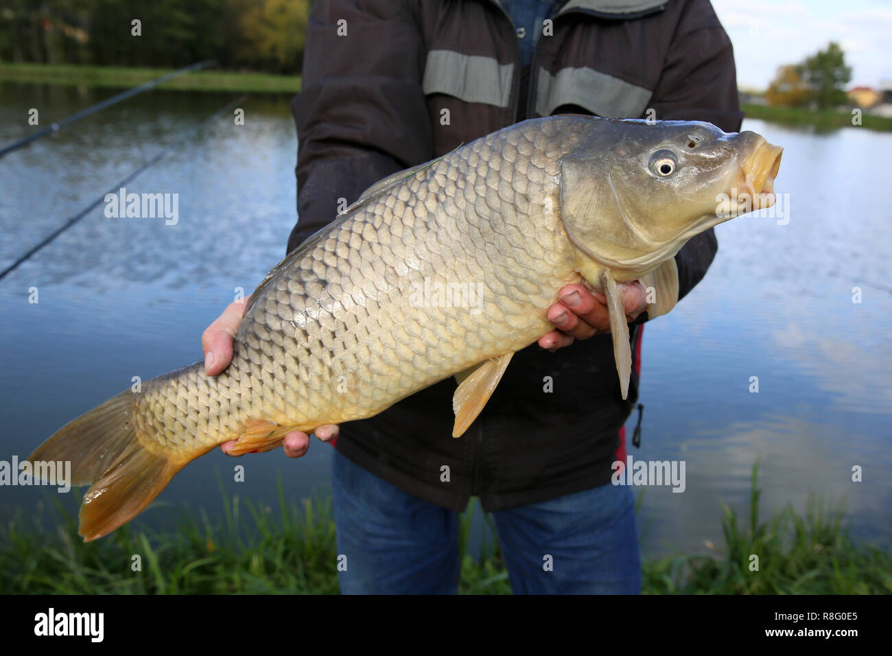 Carp is an atracine fish for the angler Stock Photo - Alamy