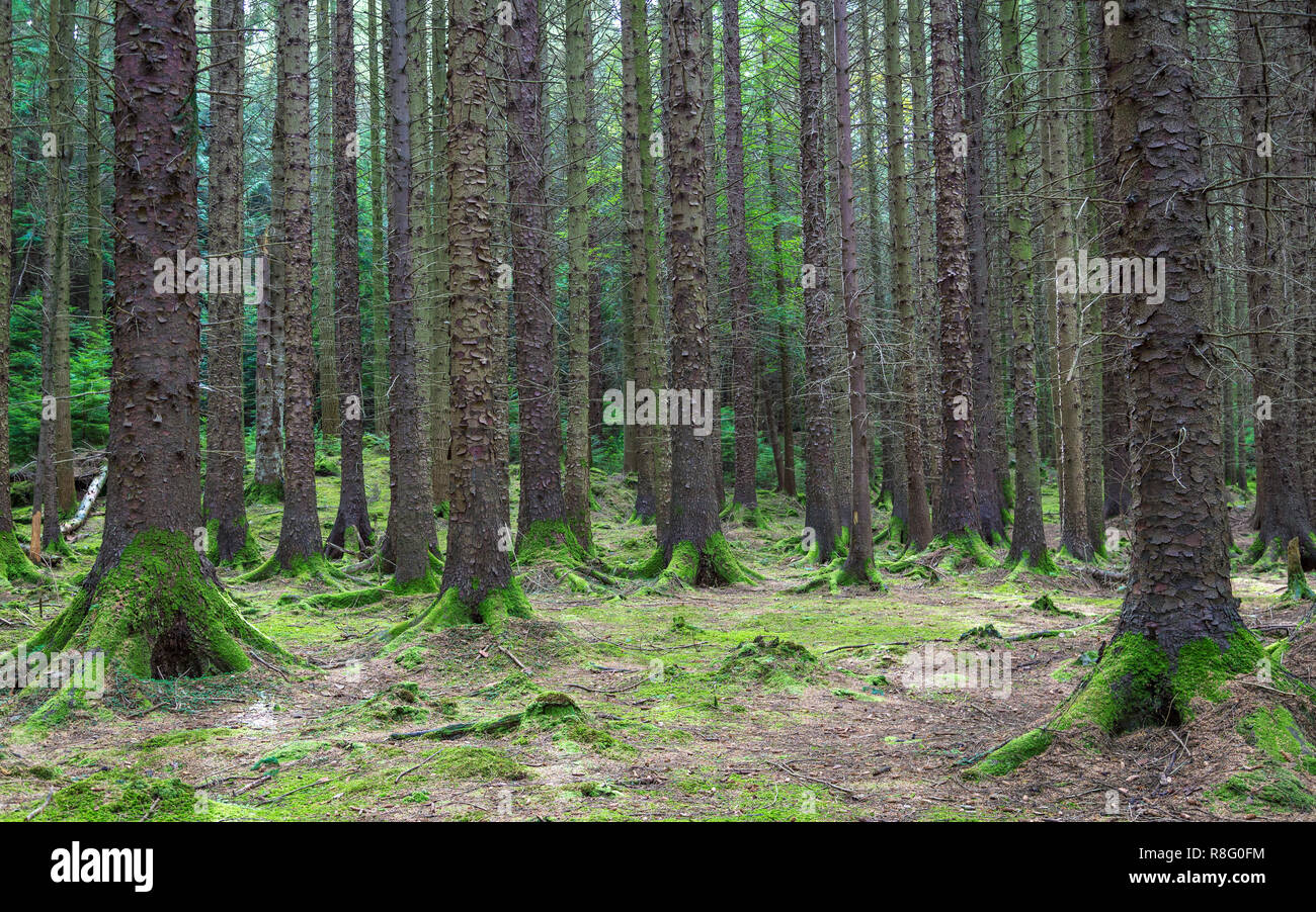 Walking tour in the Tollymore Forrest Park, Newcastle, Co Down ...
