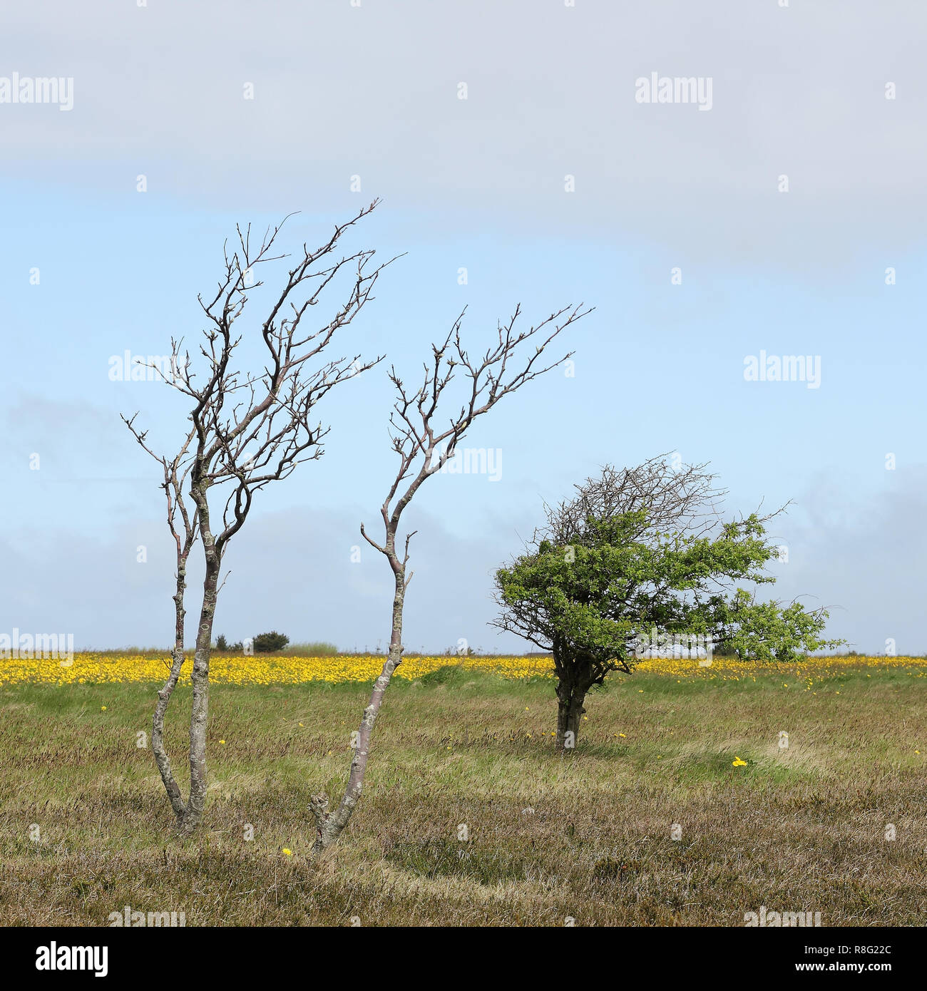 Windswept plateau hi-res stock photography and images - Alamy