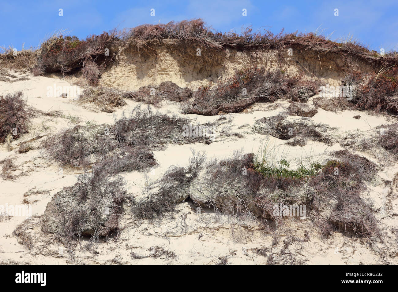 Break-line of a dune on the island of Sylt after a storm Stock Photo ...