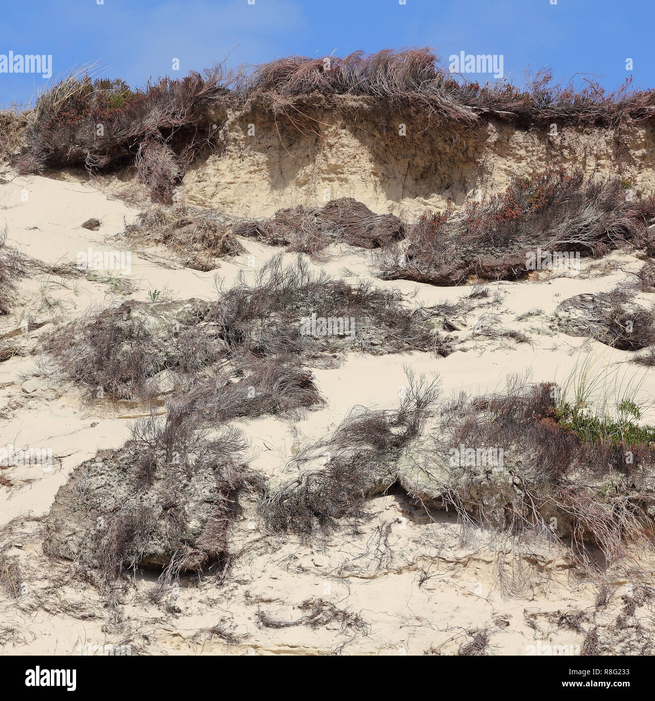 Break-line of a dune on the island of Sylt after a storm Stock Photo ...