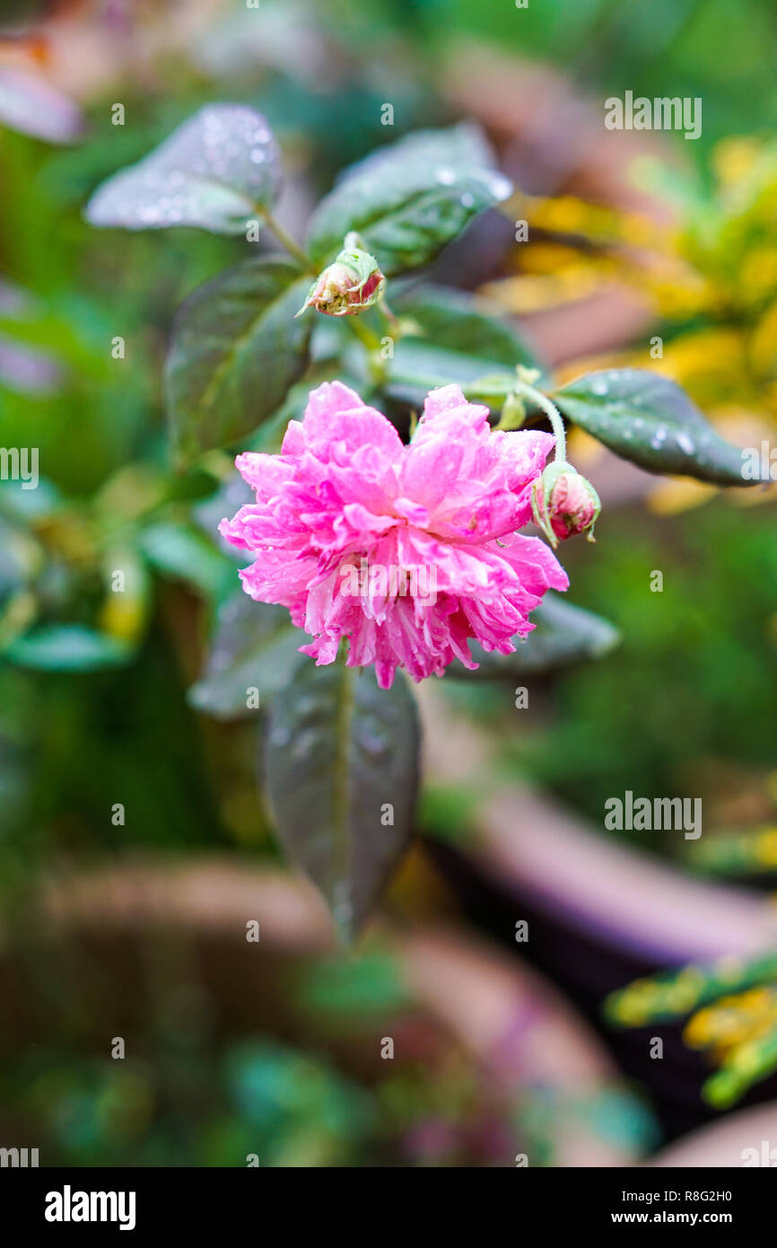 Pink Peony Flower in Green Background Stock Photo - Alamy