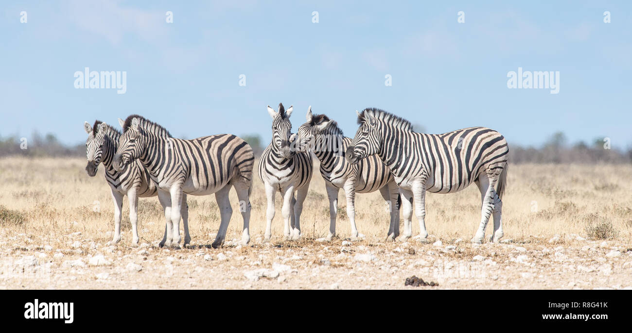 Zebra species hi-res stock photography and images - Alamy