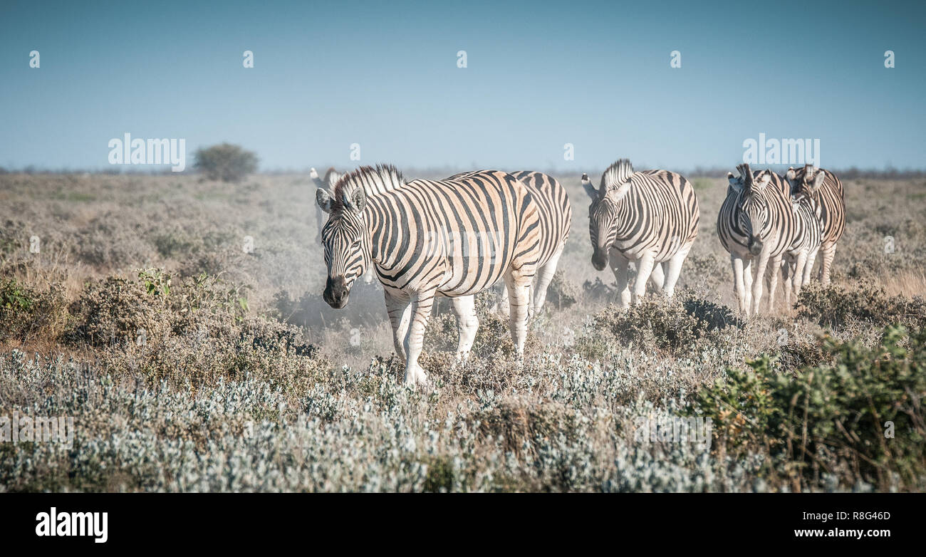 Zebra species hi-res stock photography and images - Alamy
