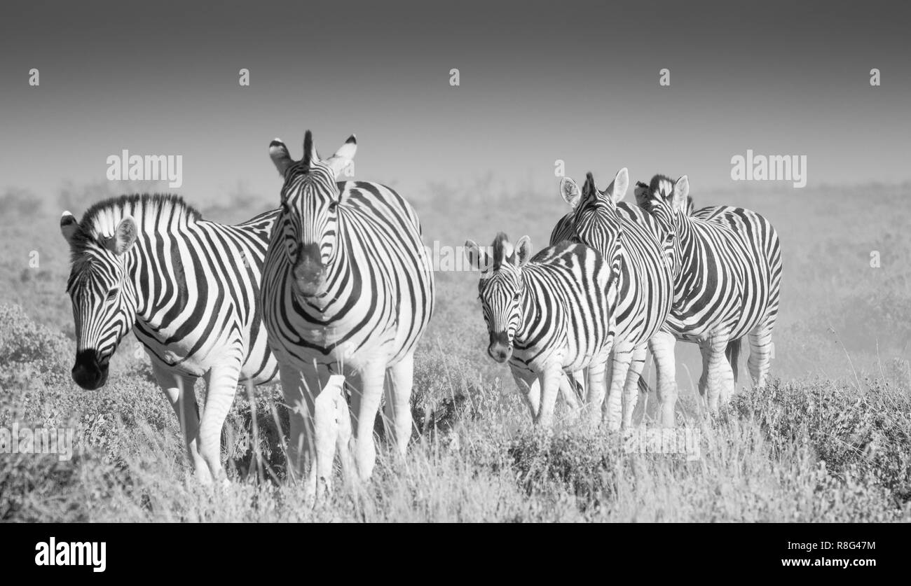 Savanna africa zebras herd Black and White Stock Photos & Images - Alamy