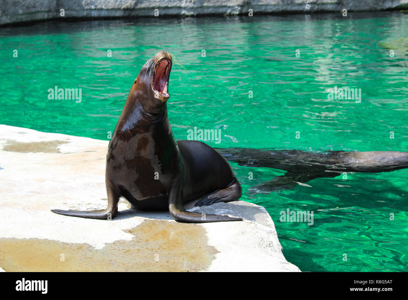 Sea Lion at the Coast Stock Photo - Alamy