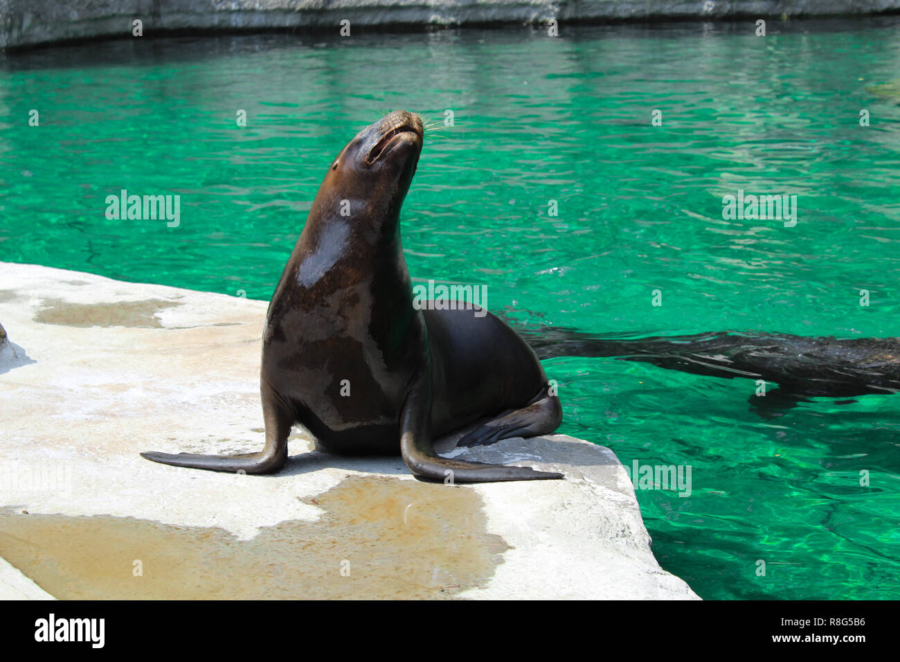 Sea Lion at the Coast Stock Photo - Alamy