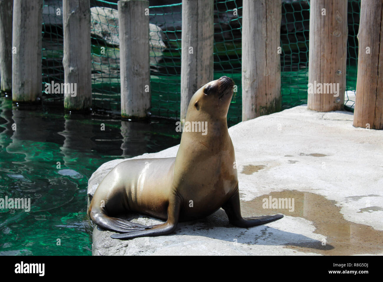 Sea Lion at the Coast Stock Photo - Alamy