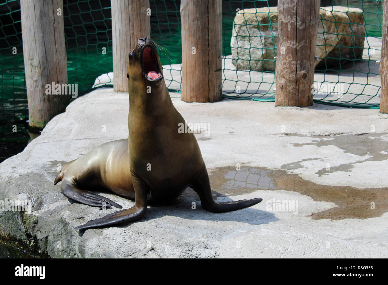 Sea Lion at the Coast Stock Photo - Alamy
