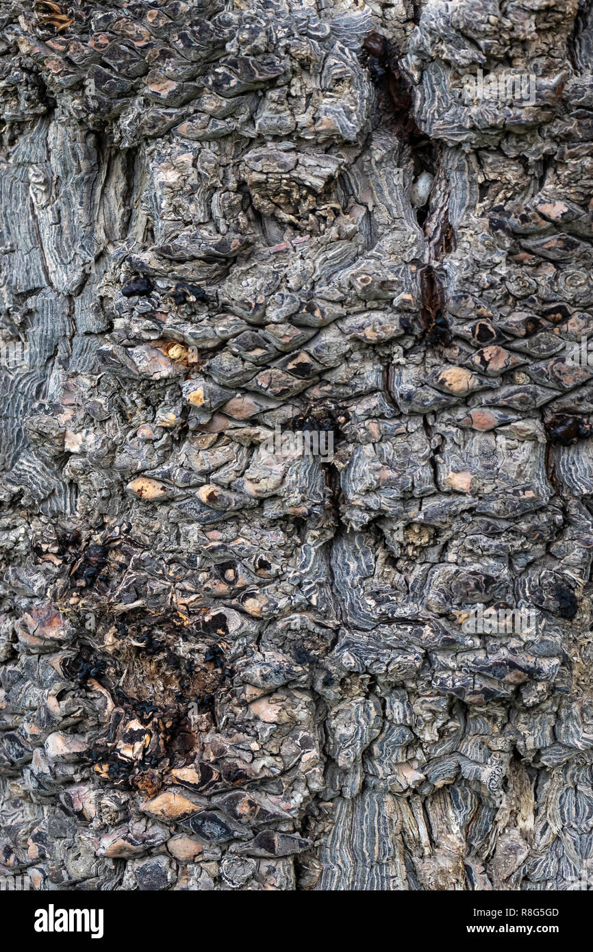 details of palm tree stem Stock Photo - Alamy