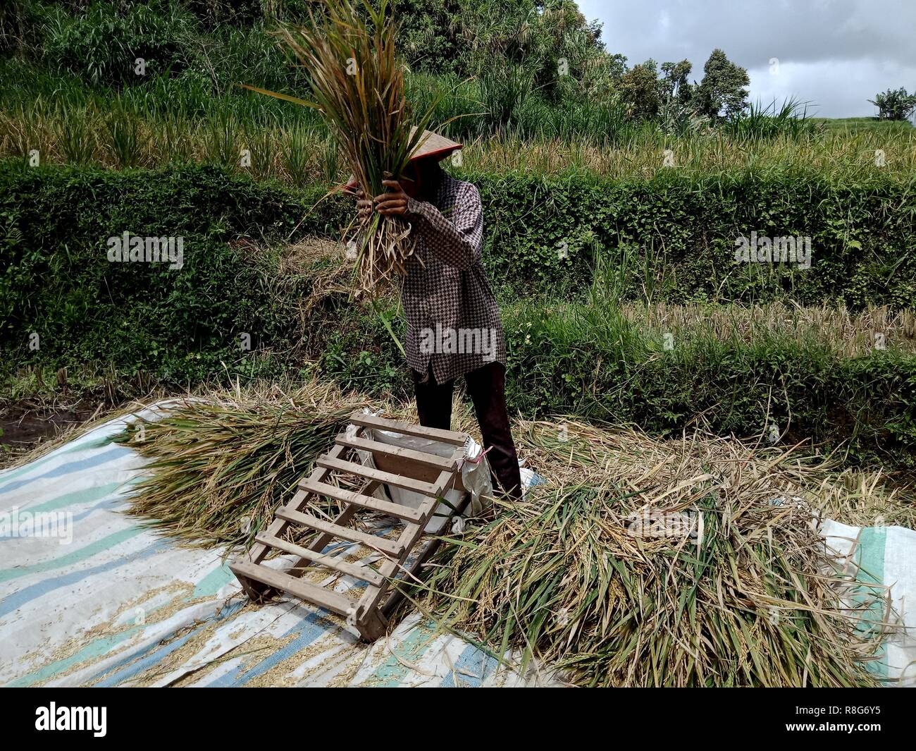 Padi aerial hi-res stock photography and images - Alamy