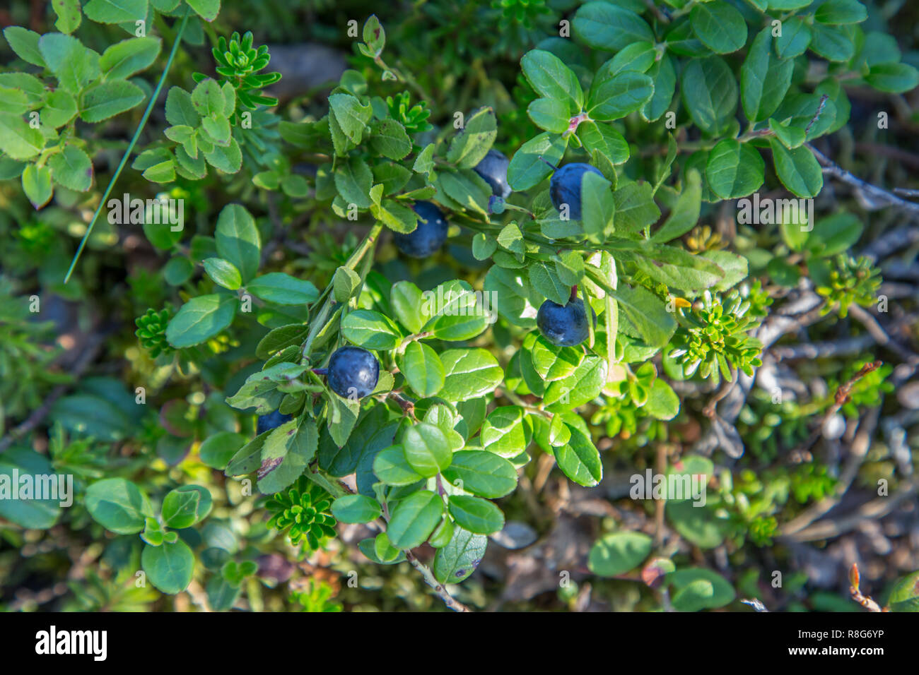 Wild blue berries Stock Photo - Alamy