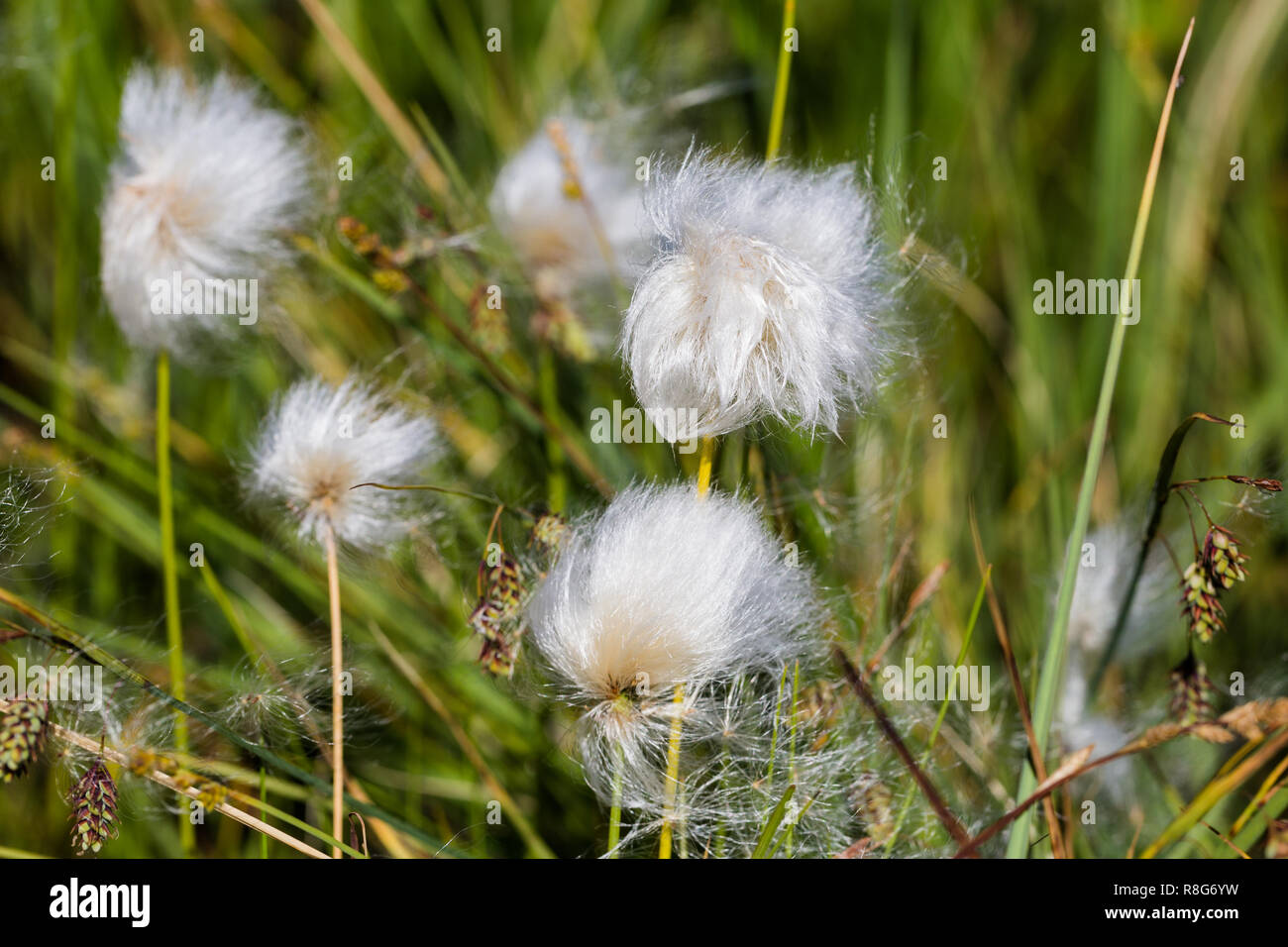 Graas hi-res stock photography and images - Alamy