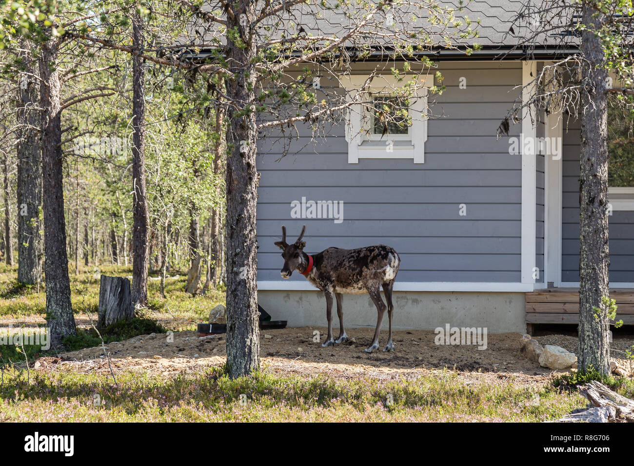 Reindeer hiding in the shade of a house in Finland Stock Photo - Alamy