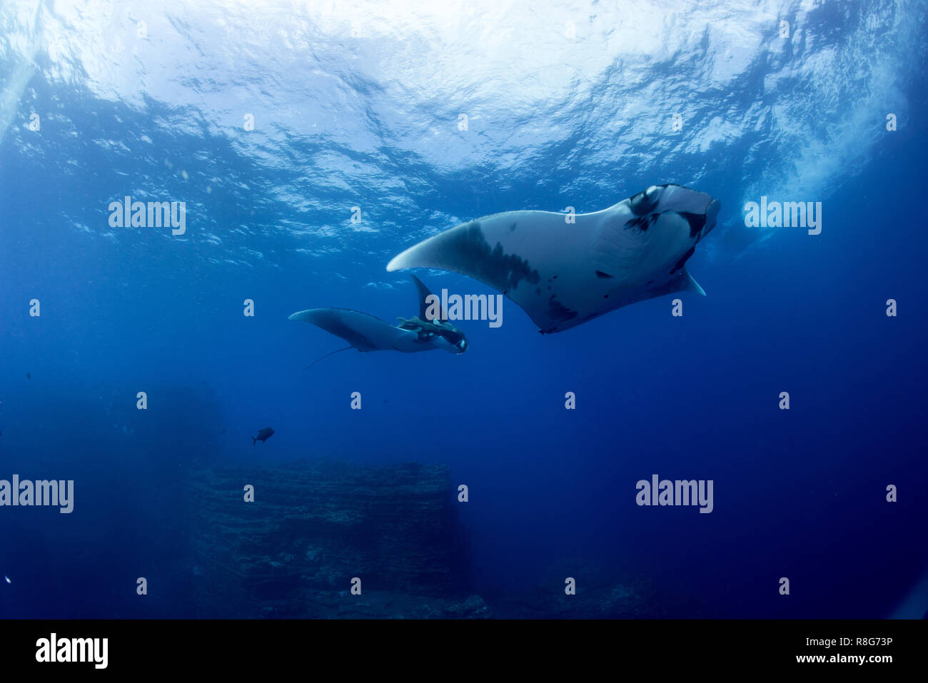Pelagic life socorro islands hi-res stock photography and images - Alamy