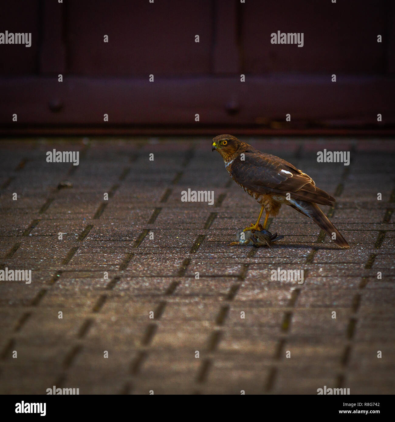 Sparrowhawk raptor hi-res stock photography and images - Alamy