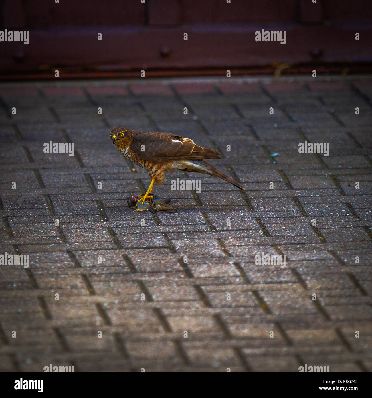 Sparrowhawk with a fresh kill Stock Photo - Alamy