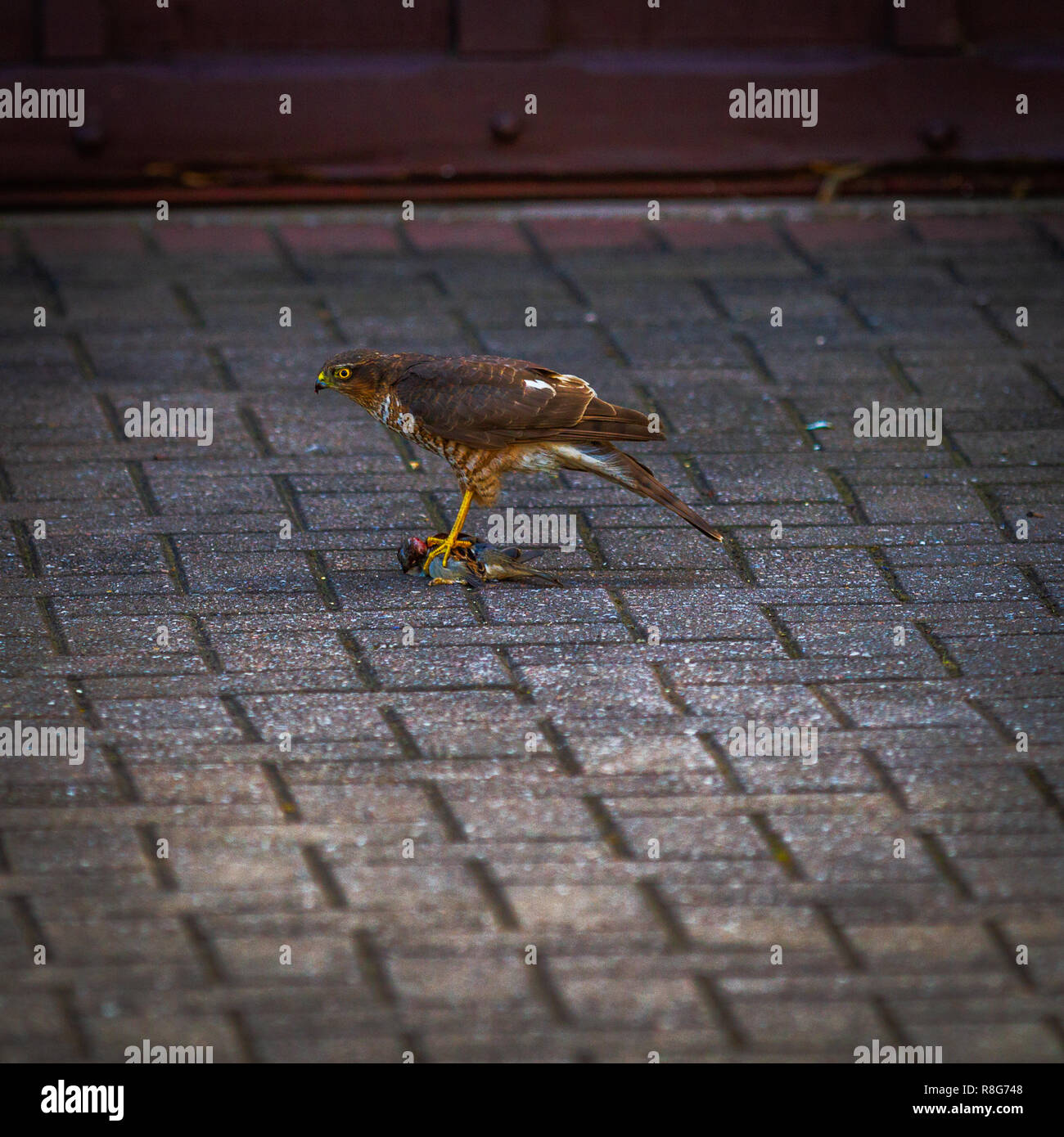 Sparrowhawk with a fresh kill Stock Photo - Alamy