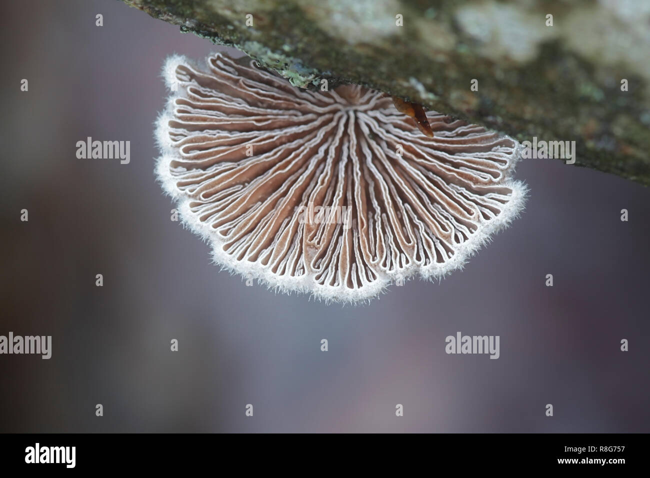 Split gill, Schizophyllum commune, studied for its immunomodulatory ...