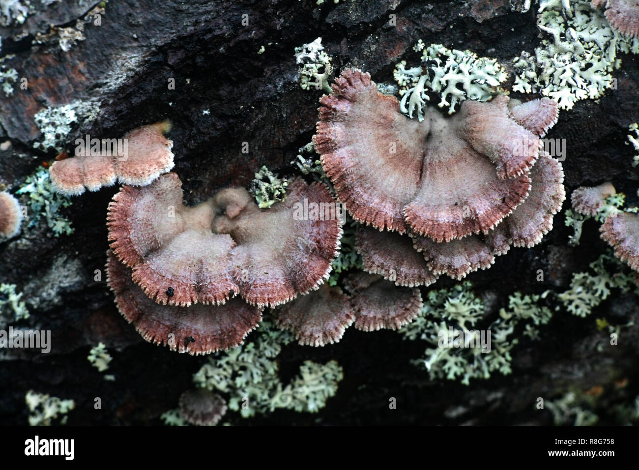 Split gill, Schizophyllum commune, studied for its immunomodulatory ...