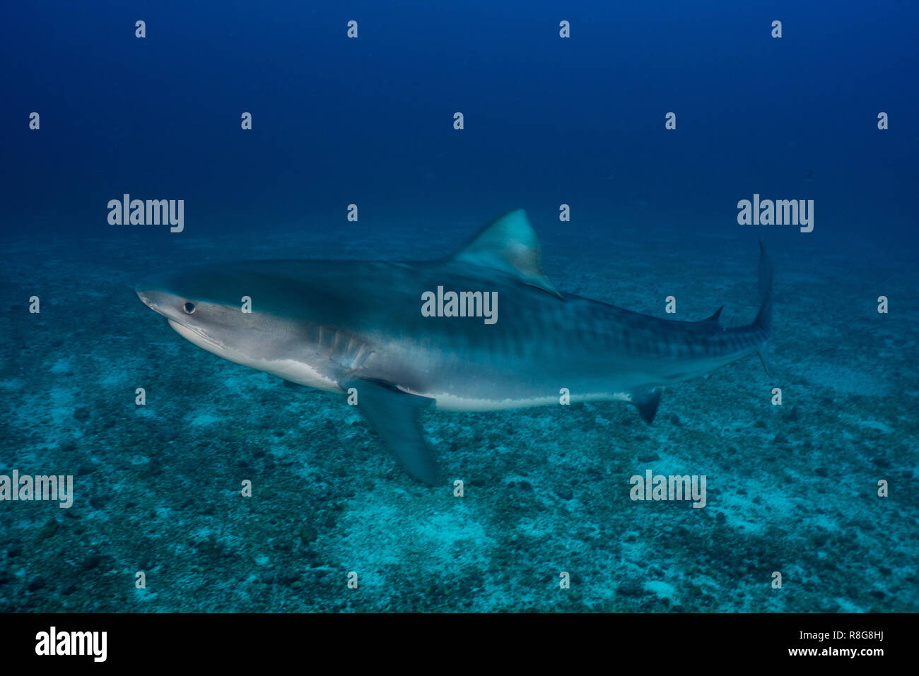 Tiger Shark: Cocos Island Stock Photo - Alamy
