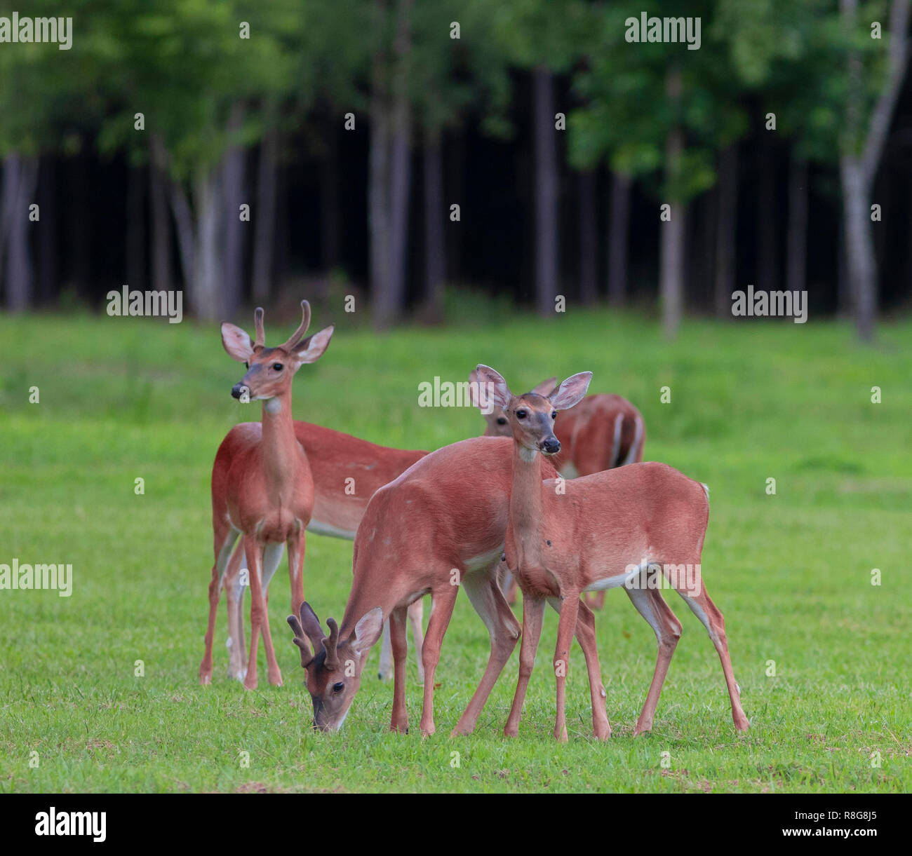 Small whitetail deer herd eating on a grassy field Stock Photo - Alamy
