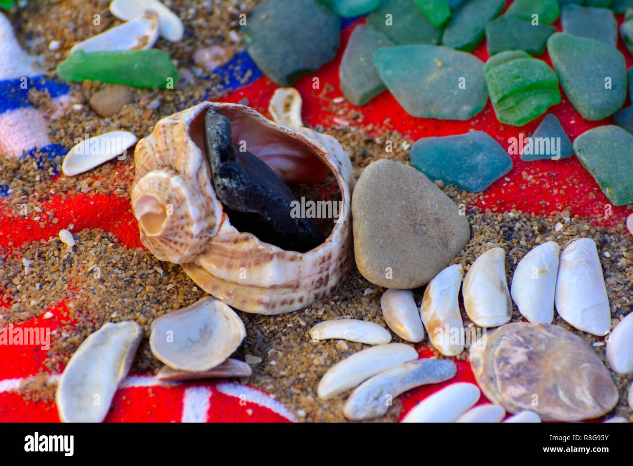 Sea shells - a variety of sea shells from the beach. Shells, sea ...