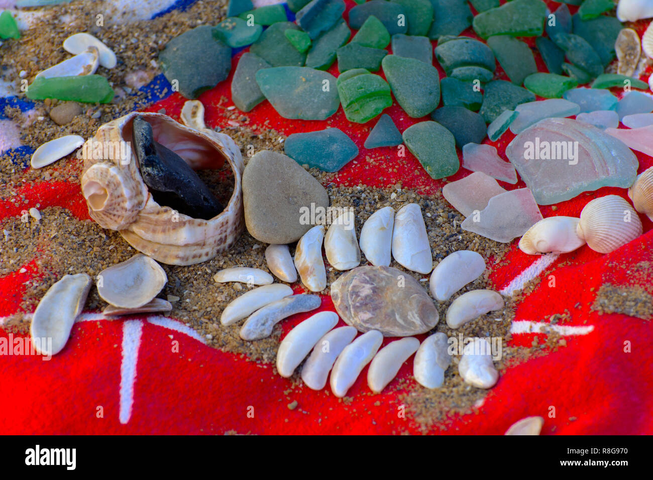 Sea shells - a variety of sea shells from the beach. Shells, sea ...